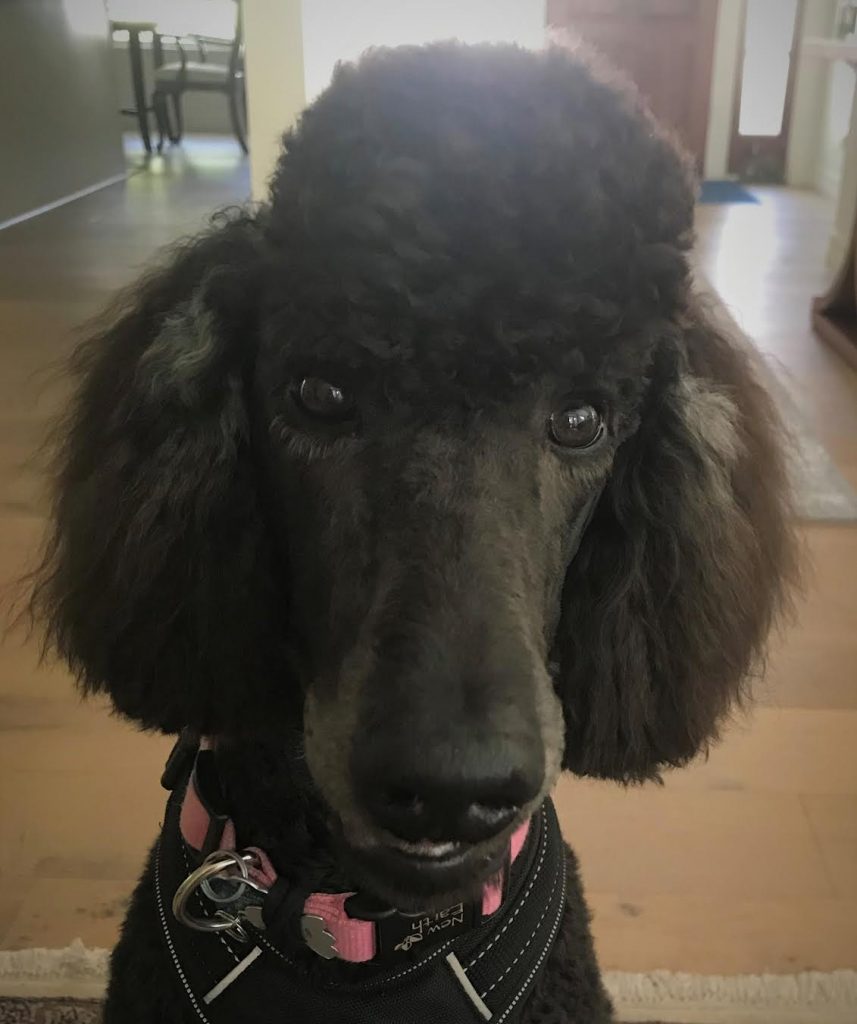 Providential Poodles – Once you've owned a poodle…
