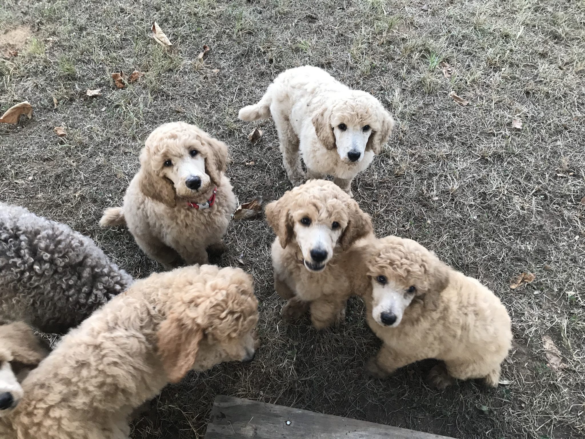 Providential Poodles – Once you've owned a poodle…