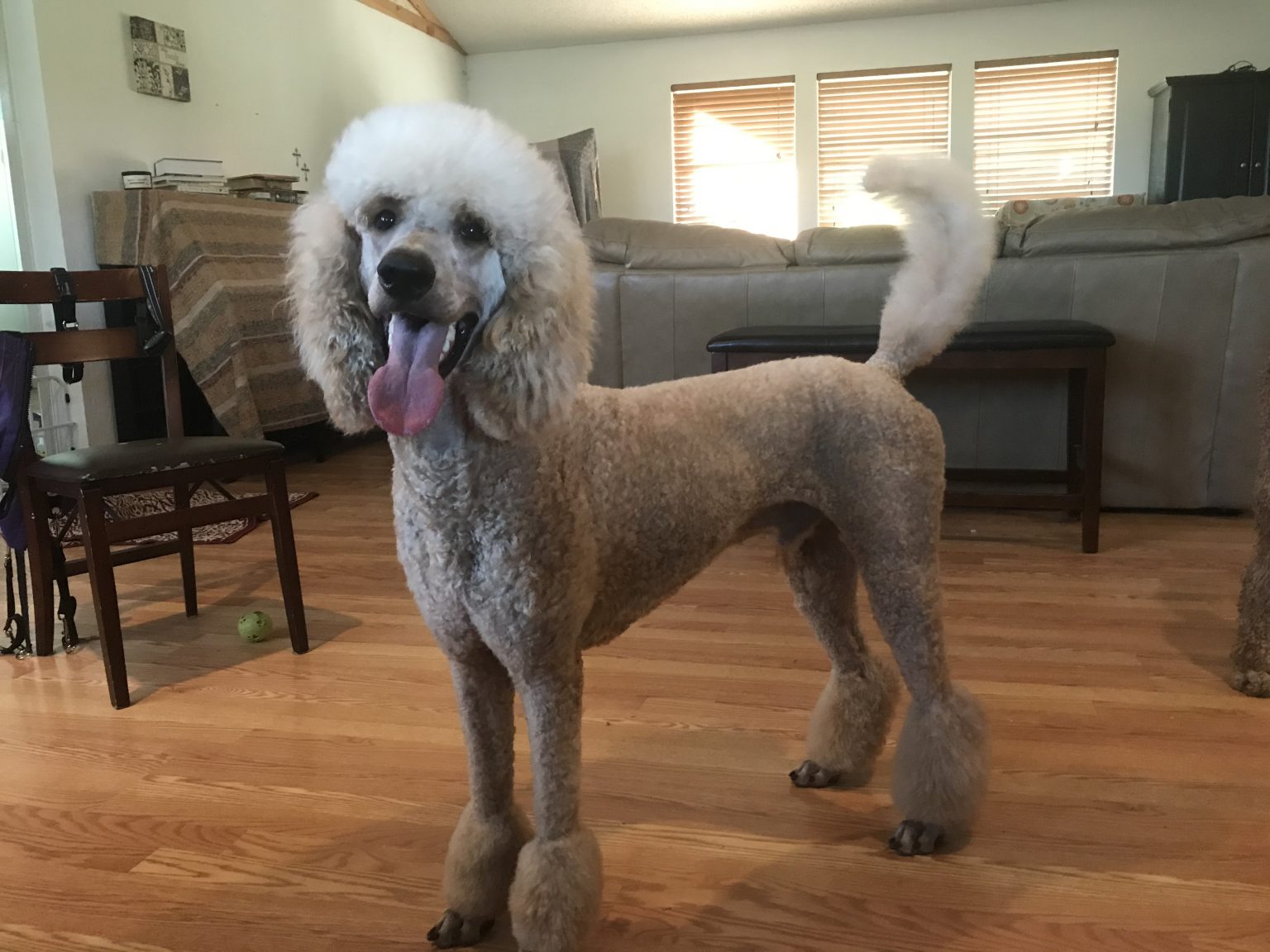 Providential Poodles – Once you've owned a poodle….