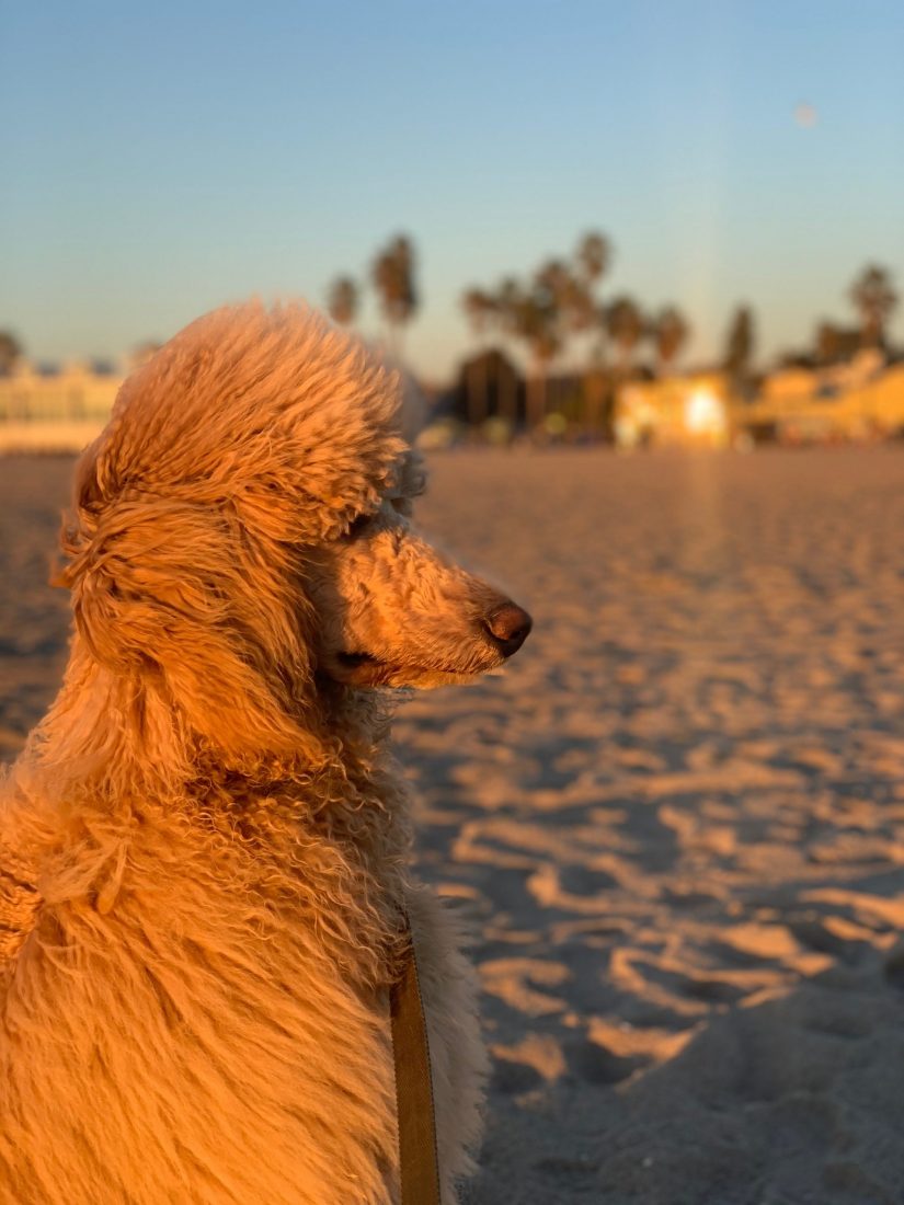 Providential Poodles – Once you've owned a poodle…